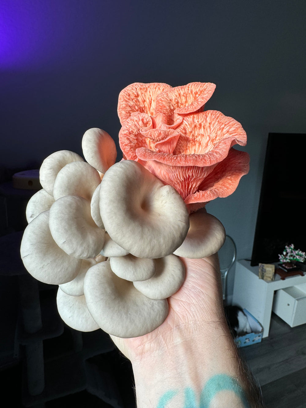 Fresh Mushrooms – Florida Fresh Fungi