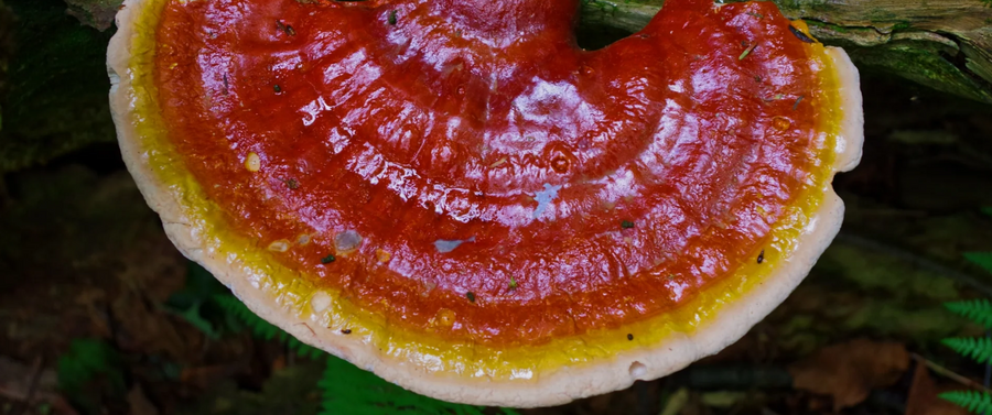 Florida Fresh Fungi
